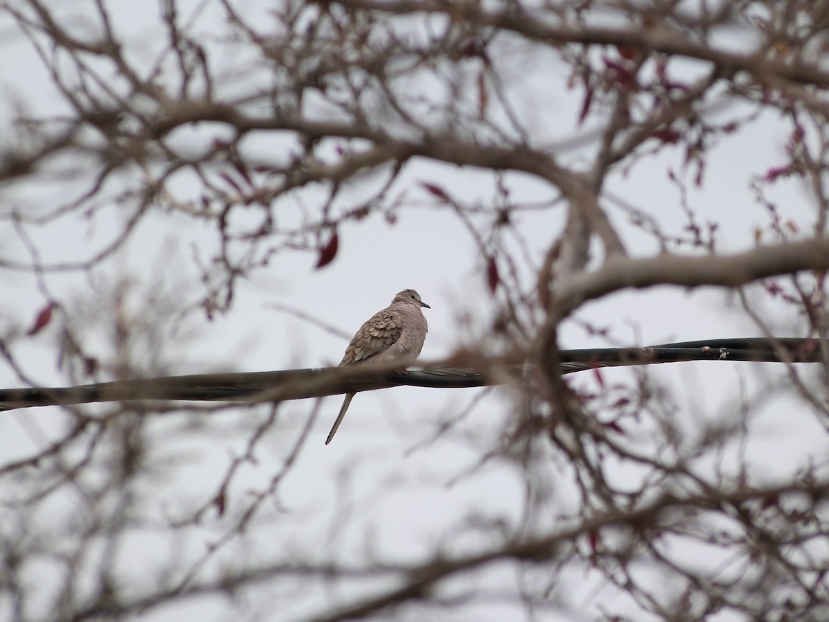 eBird Checklist - 25 Feb 2023 - Kiseda's KJ House - 14 species