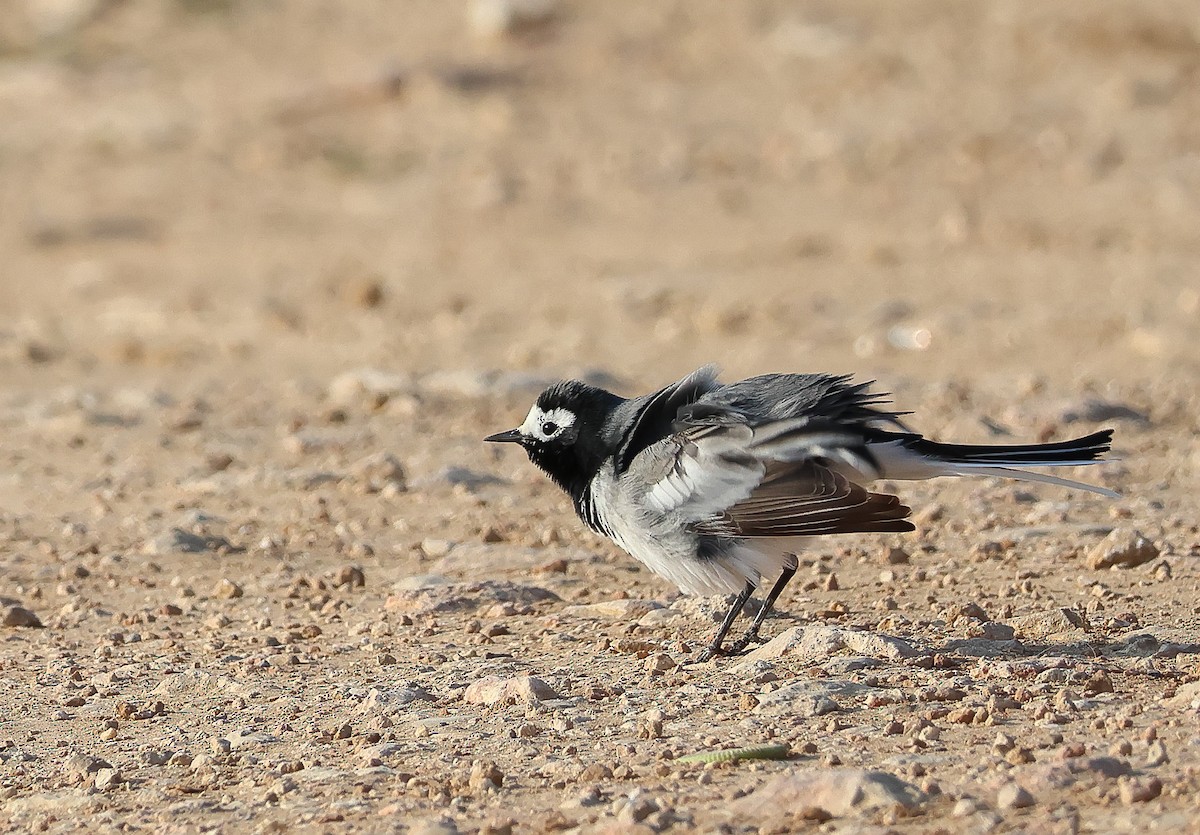 eBird Checklist - 25 Feb 2023 - Ma'ayan Tzvi Fishponds בריכות מעיין צבי ...
