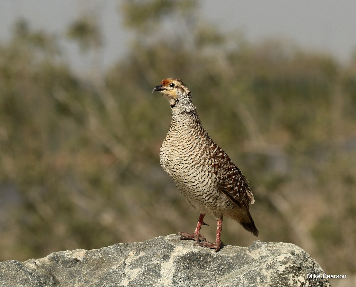 eBird Checklist - 26 Feb 2023 - Sir Bani Yas--general area - 34 species