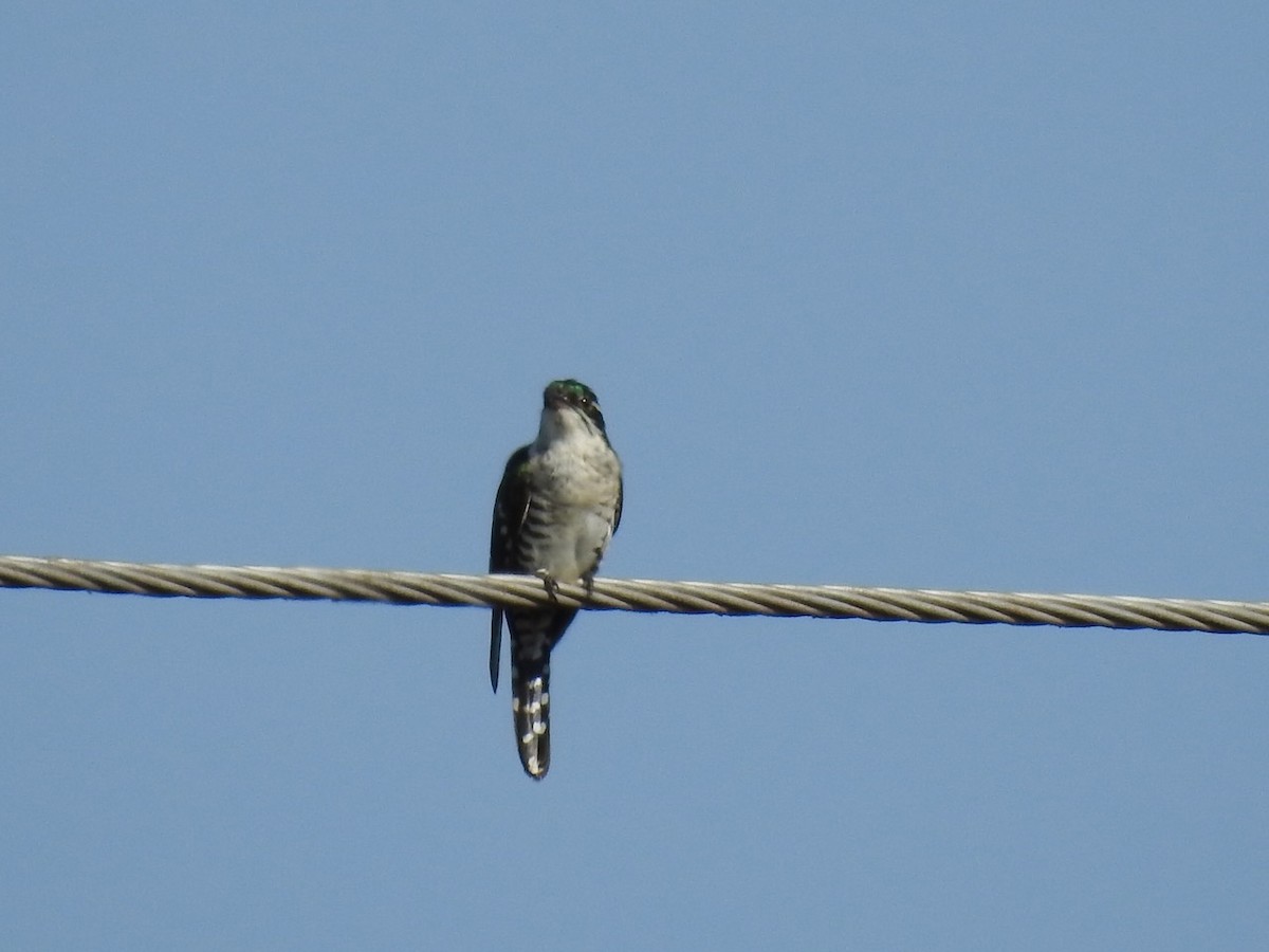 eBird Checklist - 26 Feb 2023 - Clipper Fish Farm, Simonga - 130 species
