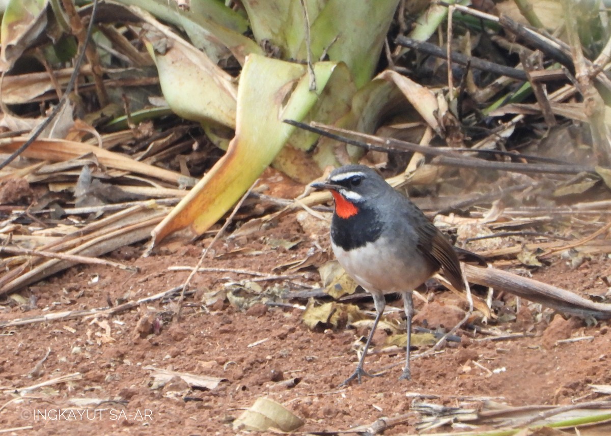 eBird Checklist - 17 Feb 2023 - Wiang Nong Lom--watchtower & Pied ...