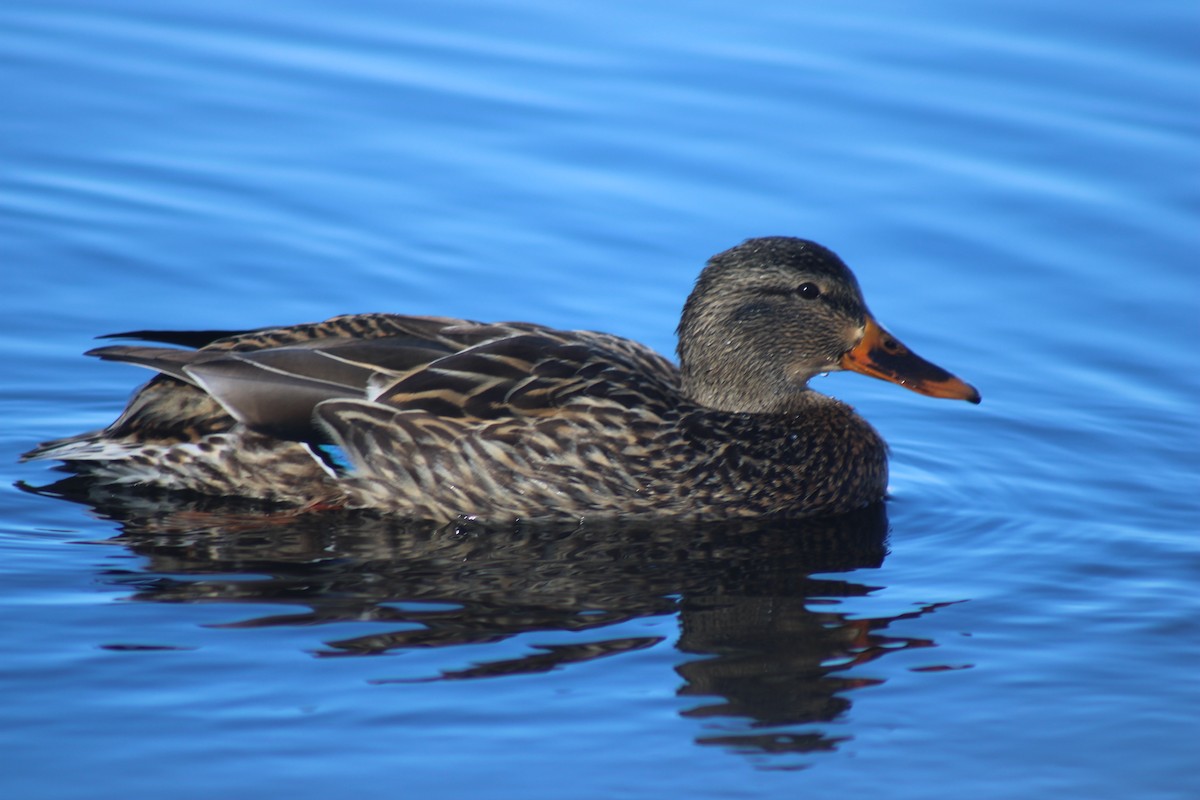 eBird Checklist - 26 Feb 2023 - Bay City SP - 17 species