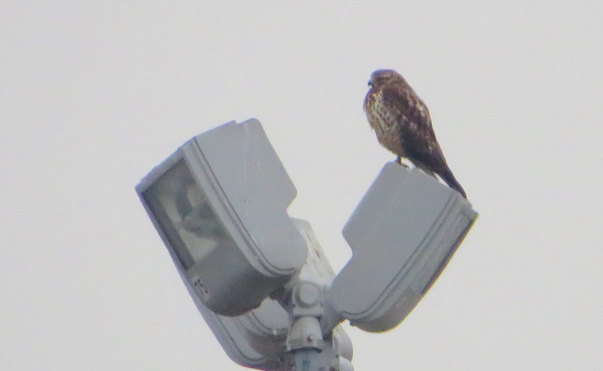 New York Breeding Bird Atlas Checklist - 26 Feb 2023 - Swainson’s ... New York Breeding Bird Atlas Checklist - 26 Feb 2023 - Swainson’s ...
