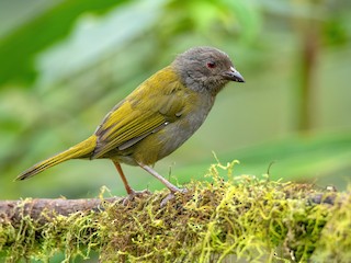 Dusky Chlorospingus - Chlorospingus semifuscus - Birds of the World