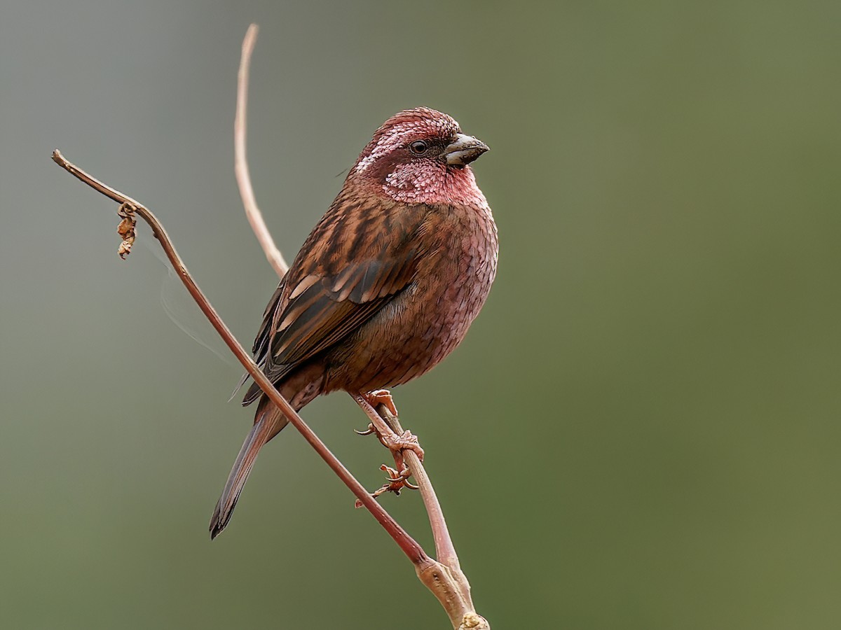 Dark-rumped Rosefinch - Carpodacus edwardsii - Birds of the World
