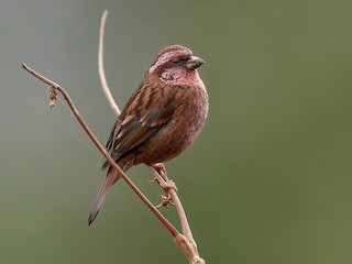 Dark-rumped Rosefinch - Carpodacus edwardsii - Birds of the World