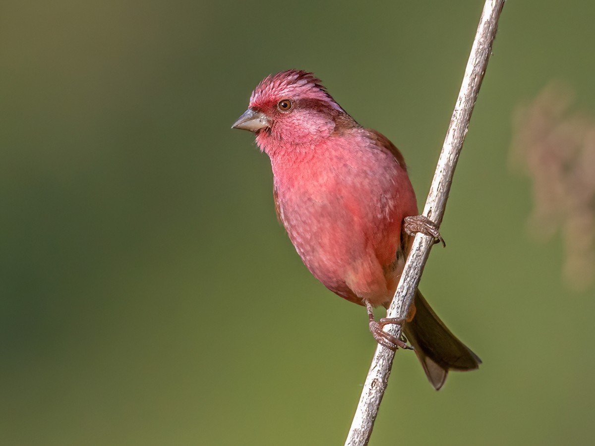 Pink-browed Rosefinch - Carpodacus rodochroa - Birds of the World