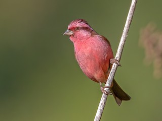 Pink-browed Rosefinch - Carpodacus rodochroa - Birds of the World