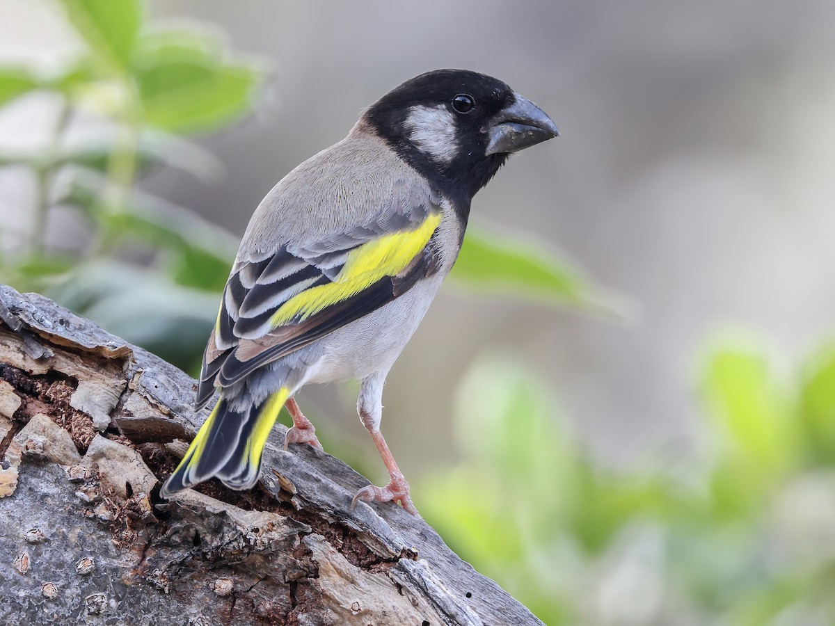 Socotra Grosbeak - Rhynchostruthus socotranus - Birds of the World