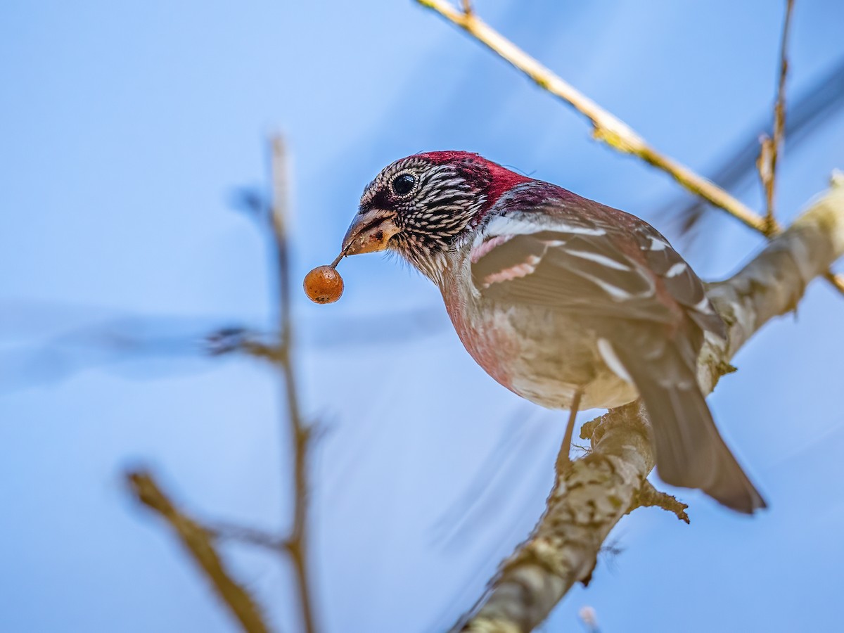 Three-banded Rosefinch - Carpodacus trifasciatus - Birds of the World