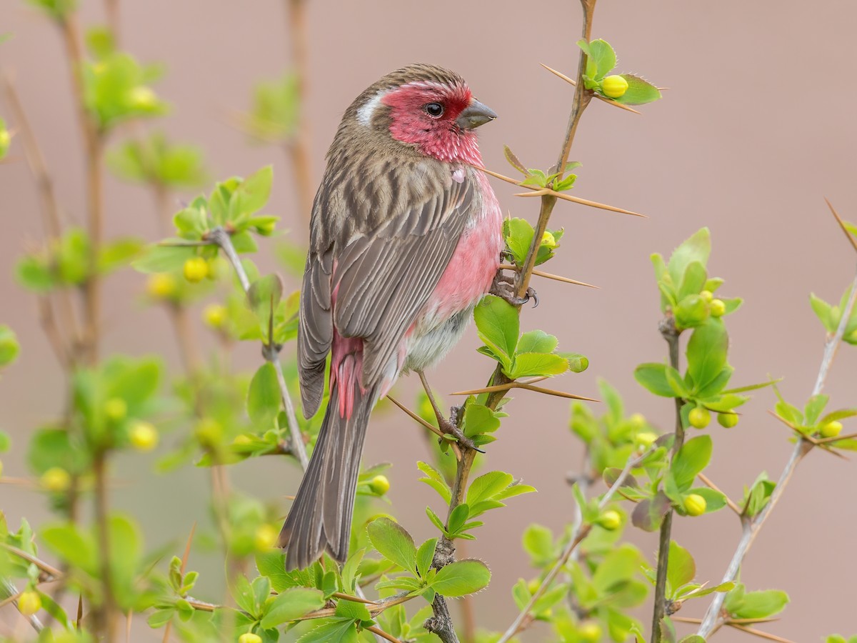 Chinese White-browed Rosefinch - Carpodacus dubius - Birds of the World