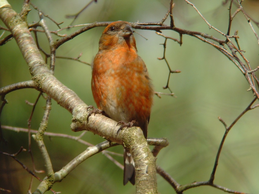 eBird Checklist - 8 Mar 2012 - New Forest NP--Hawkhill Inclosure - 2 ...