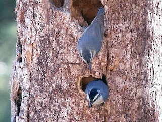 Corsican Nuthatch - eBird