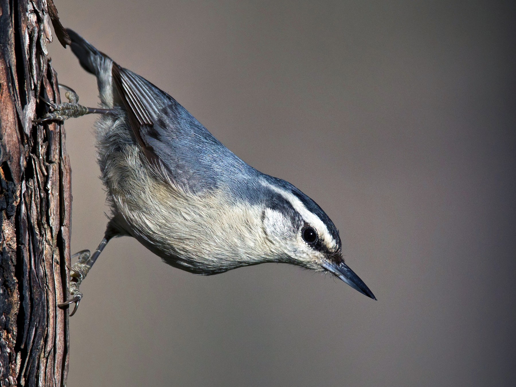 Corsican Nuthatch - eBird