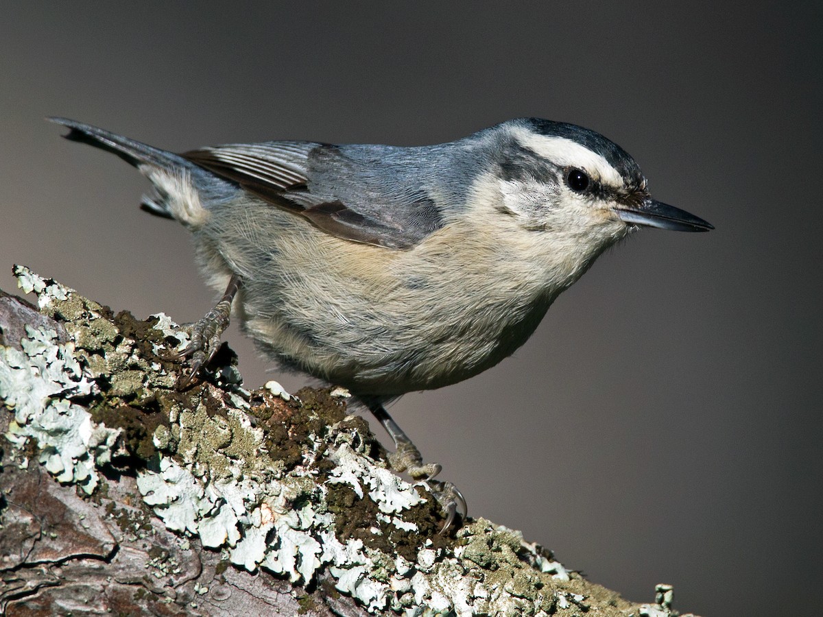 Corsican Nuthatch - Sitta whiteheadi - Birds of the World