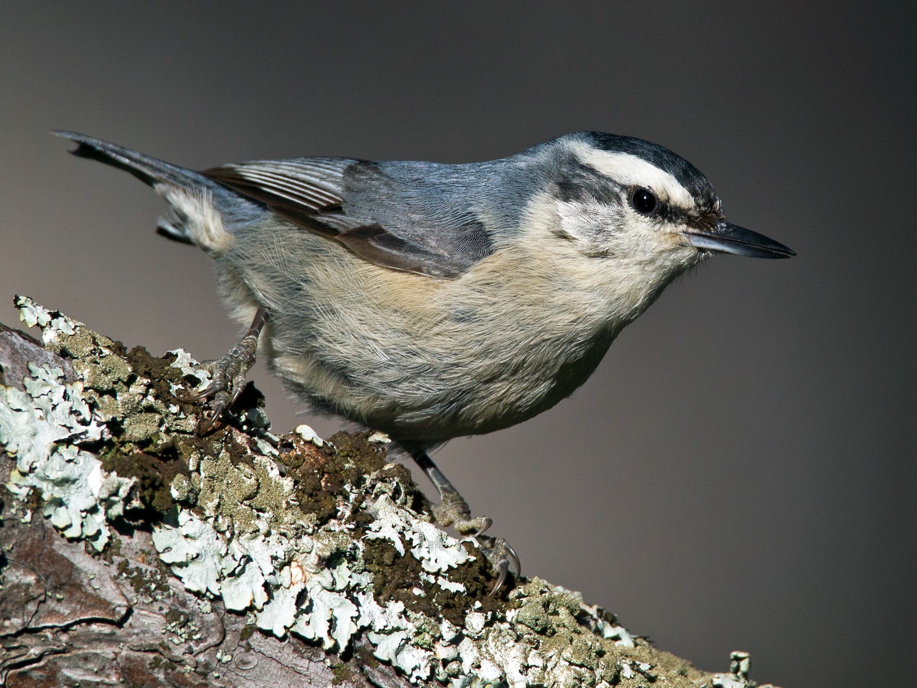 Corsican Nuthatch - eBird