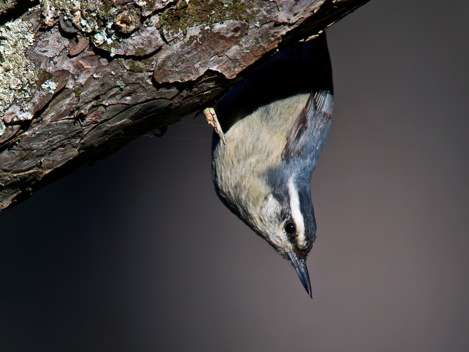 Corsican Nuthatch - eBird