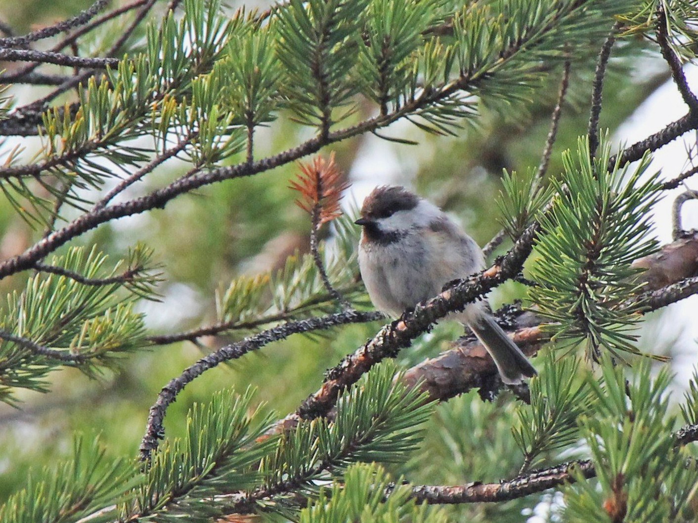 Gray-headed Chickadee - eBird