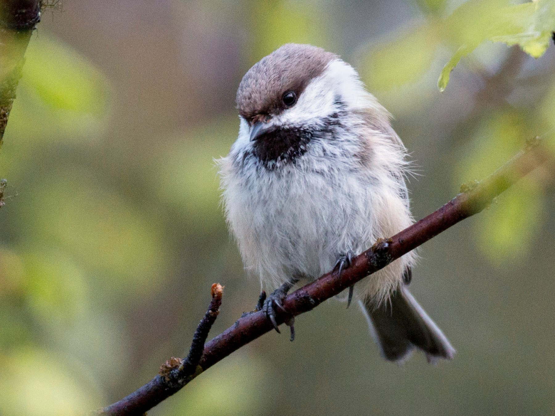 Gray-headed Chickadee - eBird