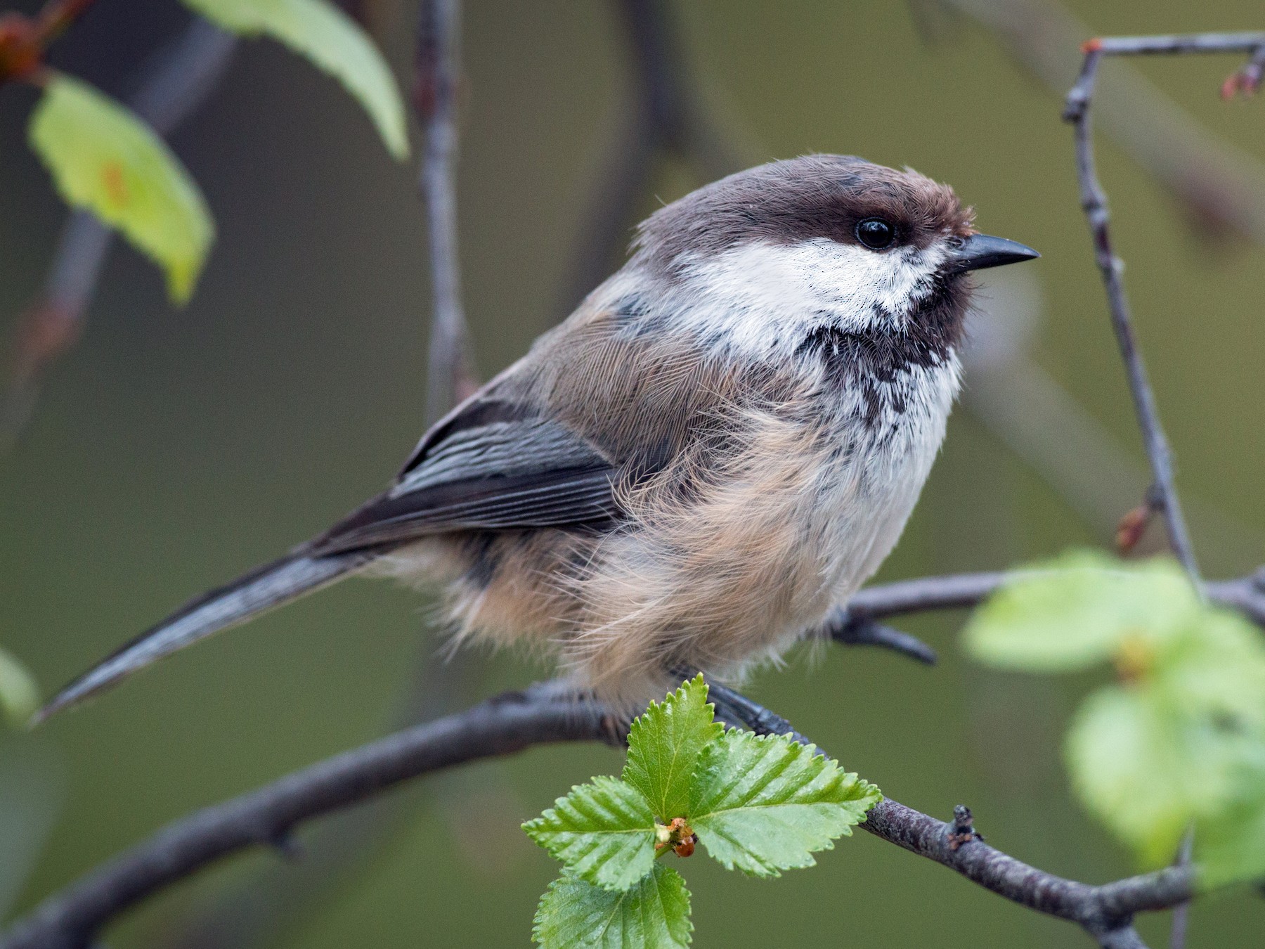 lapintiainen - eBird
