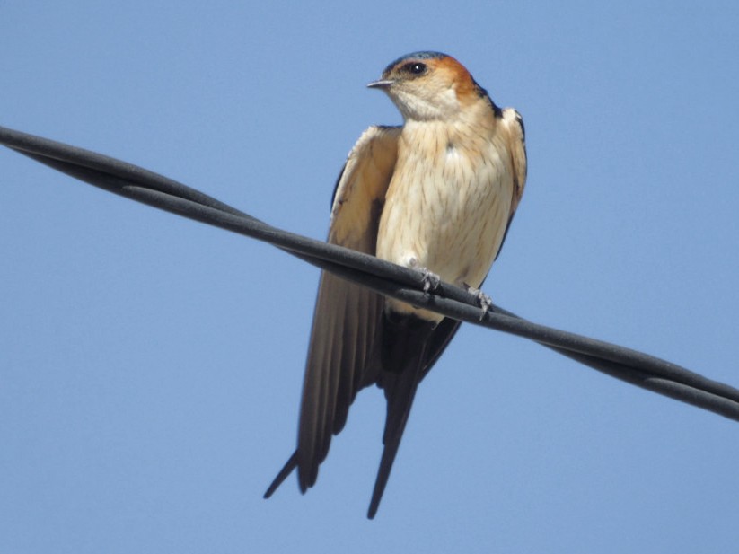 Red-rumped Swallow - eBird
