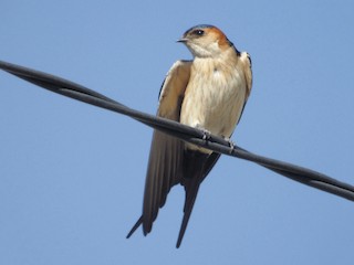 European/African/Eastern Red-rumped Swallow - eBird