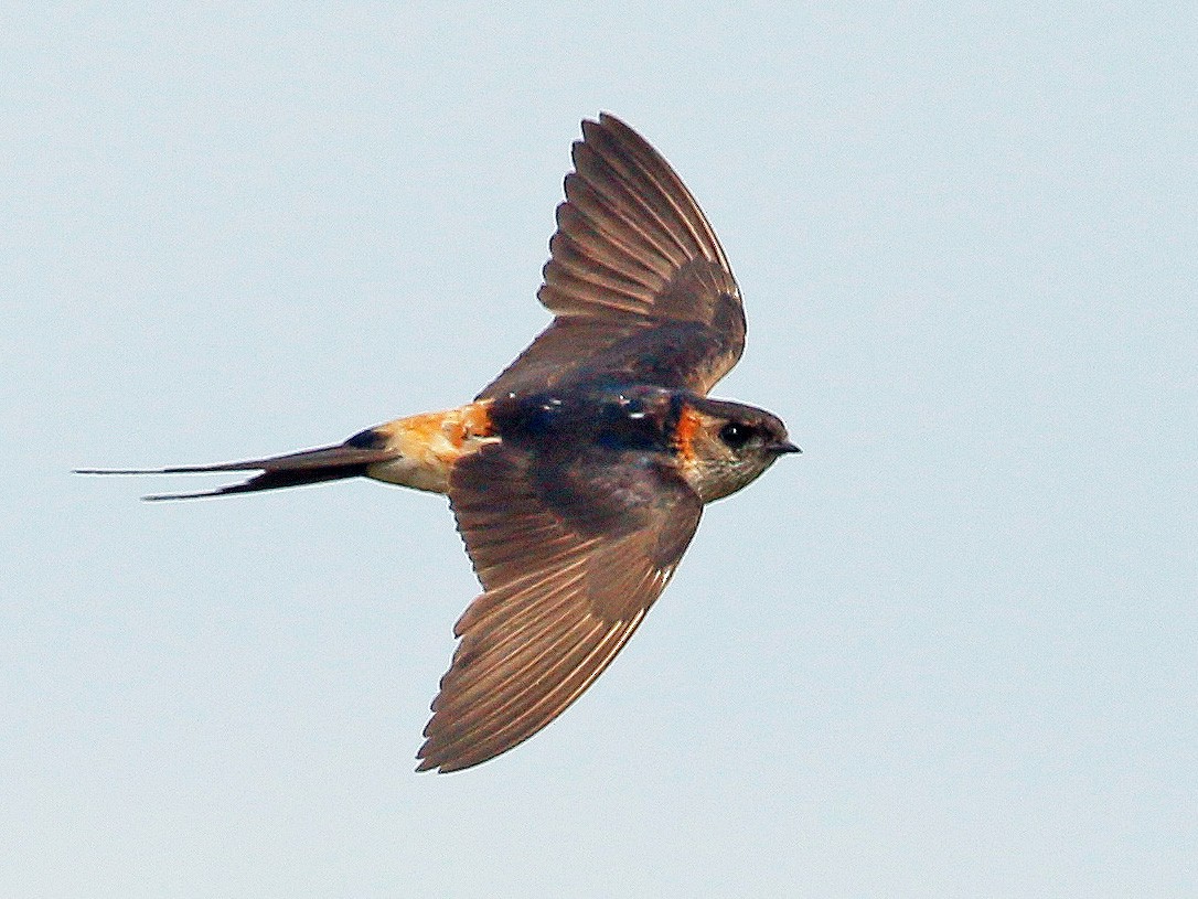 Red-rumped Swallow - eBird