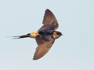 European/African/Eastern Red-rumped Swallow - eBird