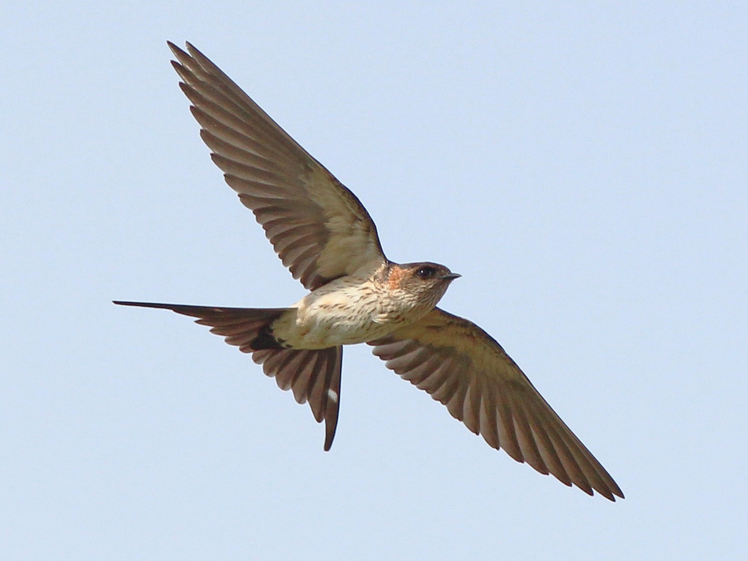 Red-rumped Swallow - eBird