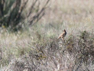Thekla's Lark - eBird