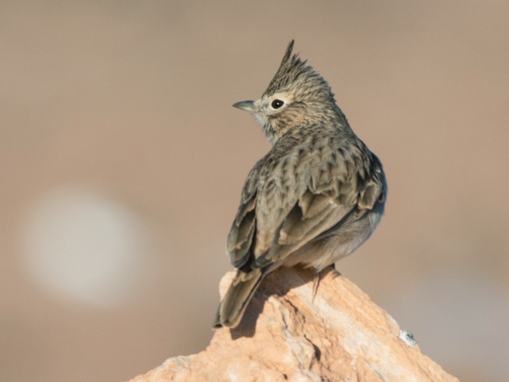 Thekla's Lark - eBird