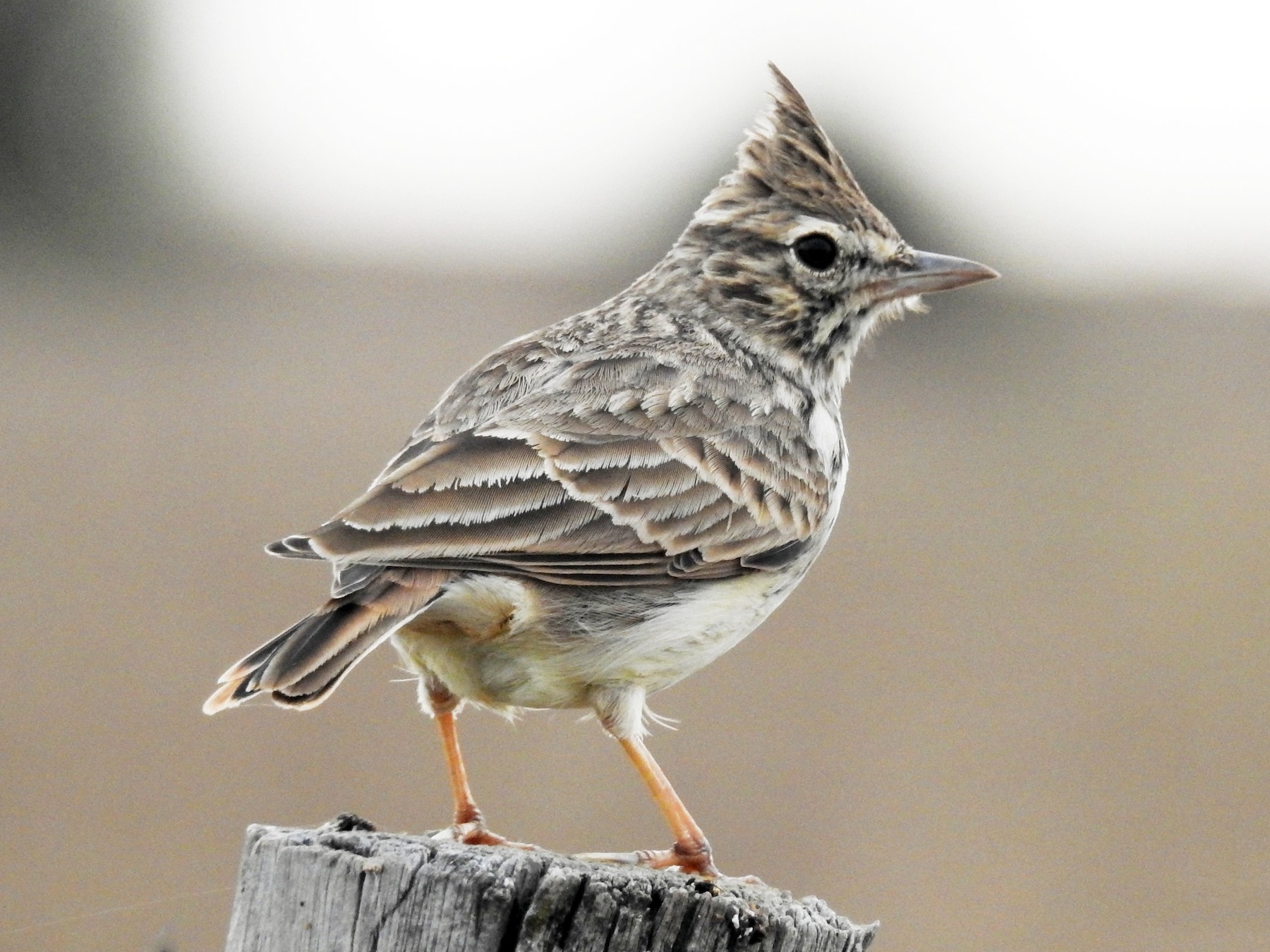 Thekla's Lark - eBird
