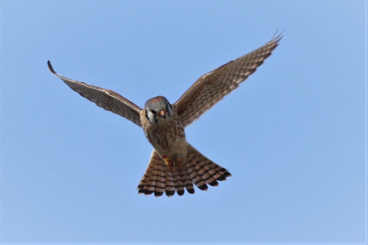 eBird Checklist - 26 Feb 2023 - Scheels Parking Lot - 1 species