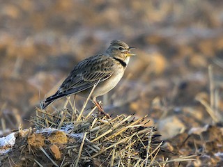 Calandra Lark - eBird