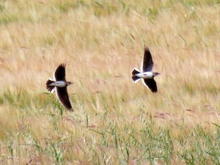 Calandra Lark - eBird