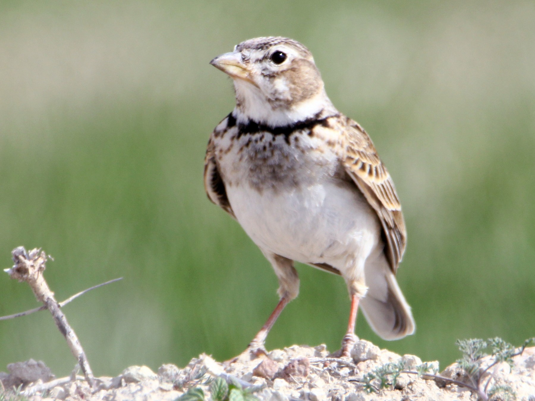 Calandra Lark - eBird