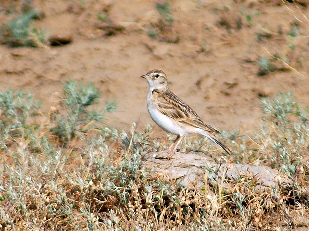 Greater Short-toed Lark - eBird