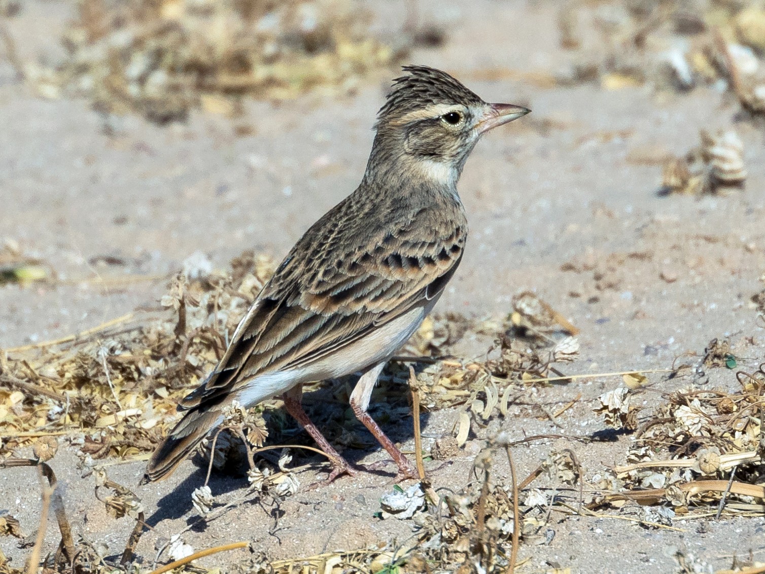 Greater Short-toed Lark - eBird