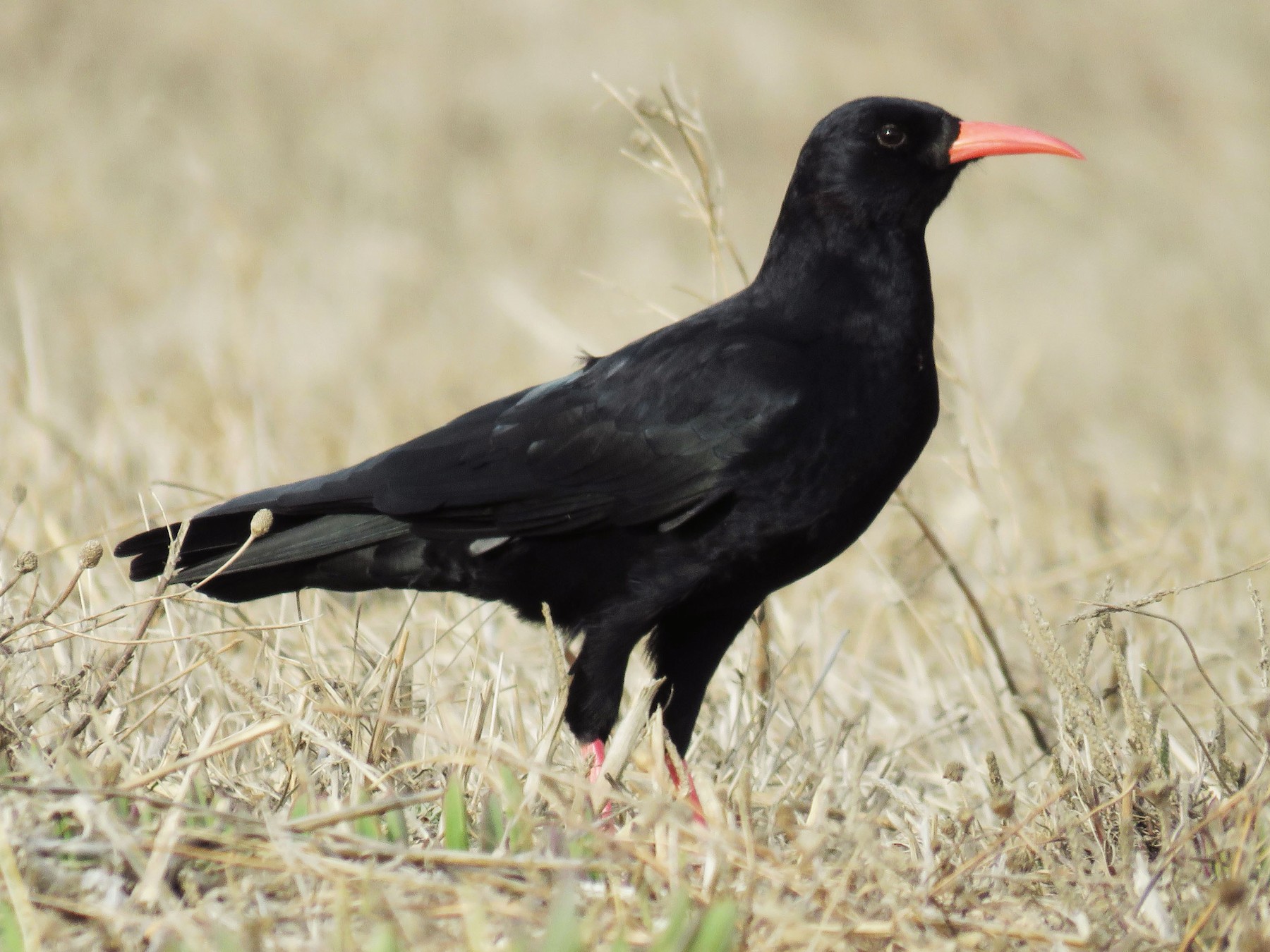 Red-billed Chough - eBird