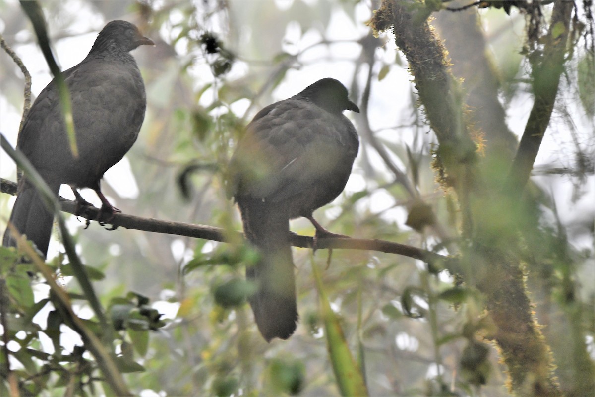 eBird Checklist - 12 Feb 2023 - Reserva Yanacocha - 39 species