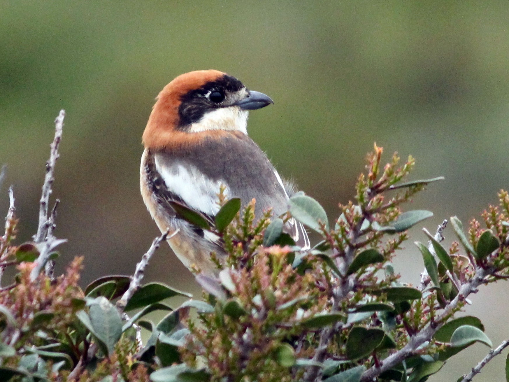 picanço-barreteiro - eBird