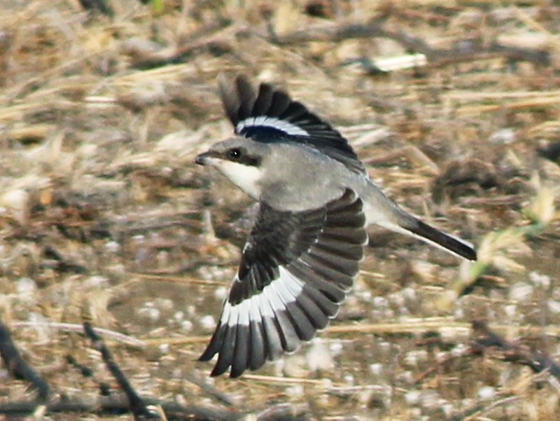 Alcaudón Chico - eBird