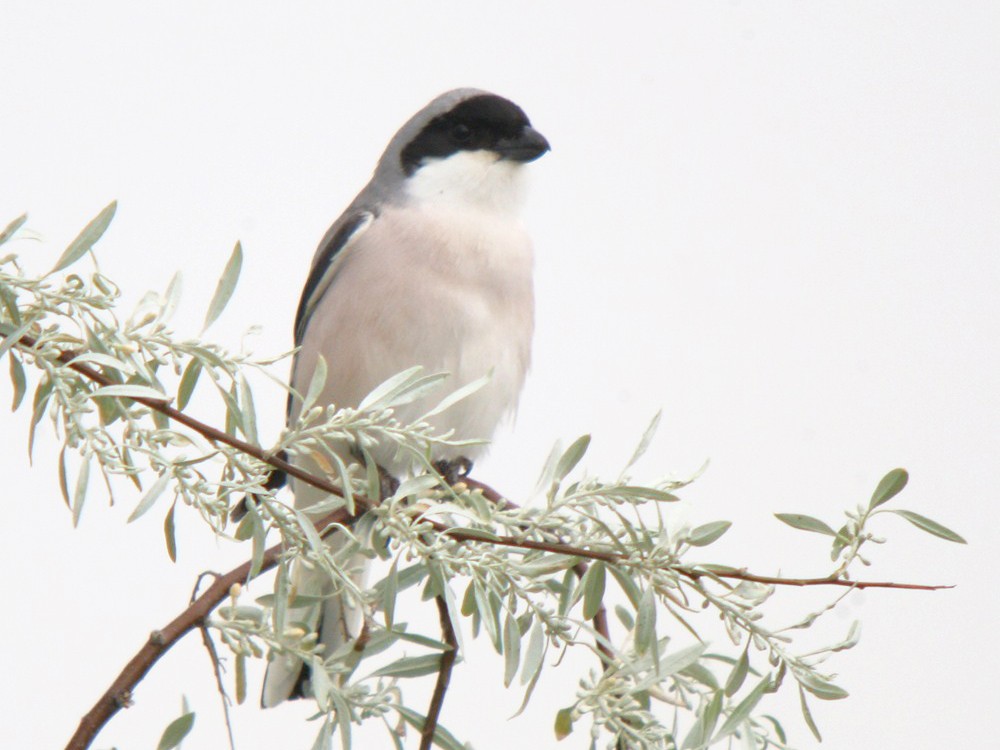 Alcaudón Chico - eBird