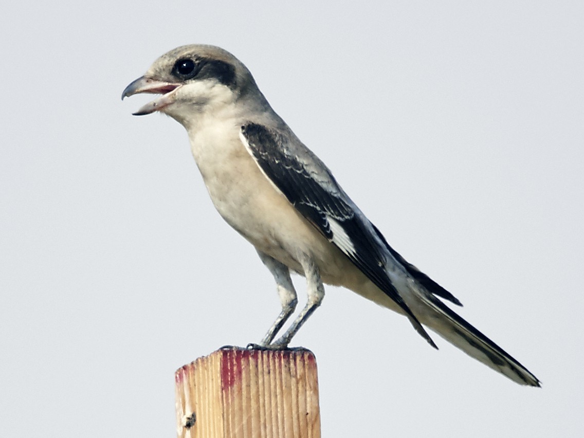 Alcaudón Chico - eBird