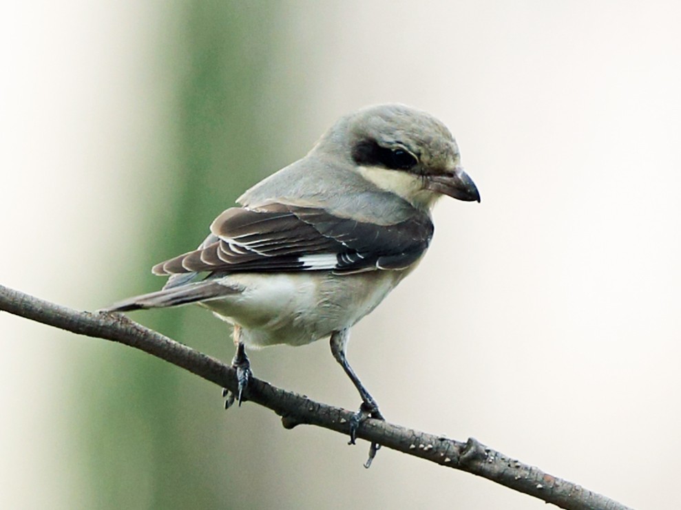 Alcaudón Chico - eBird