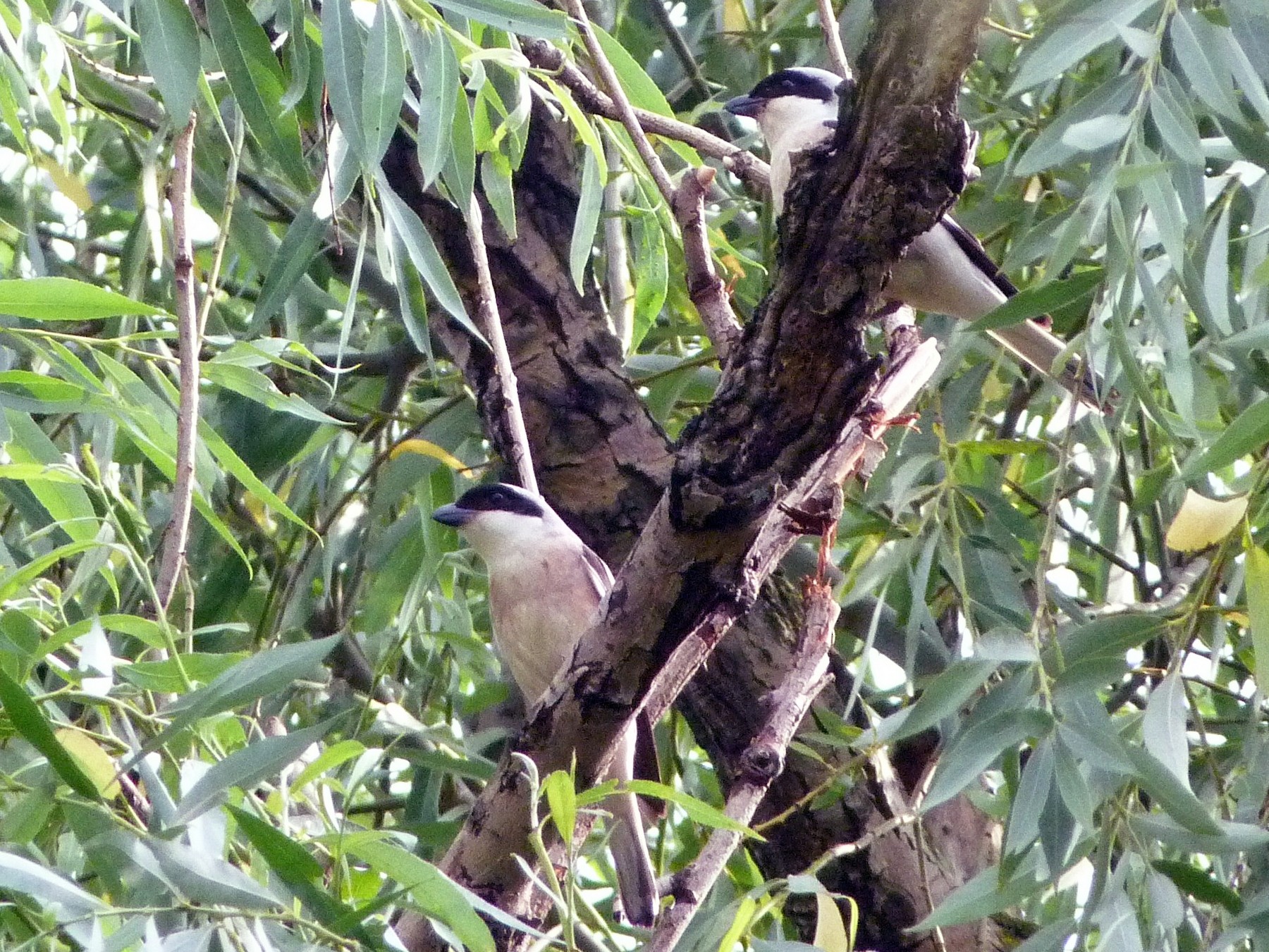 Alcaudón Chico - eBird