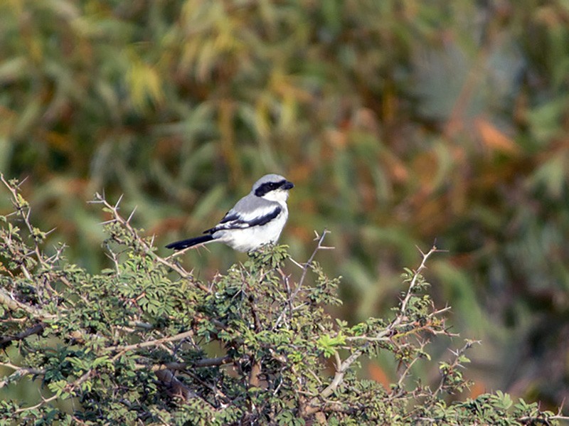 Alcaudón Norteño - eBird