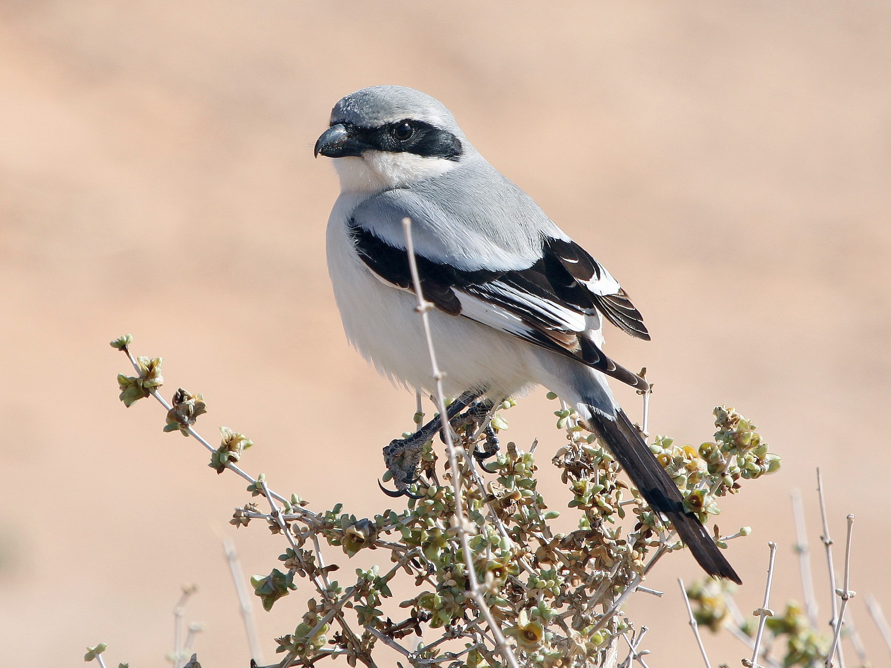 Great Gray Shrike - eBird