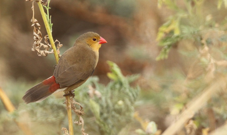 Fawn-breasted Waxbill (Abyssinian) - eBird
