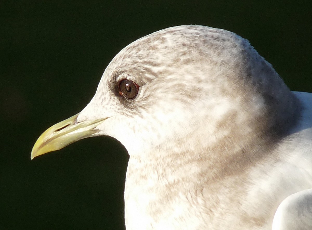 eBird Checklist - 14 Dec 2008 - Terrace Pt. and Coastal Science Campus ...